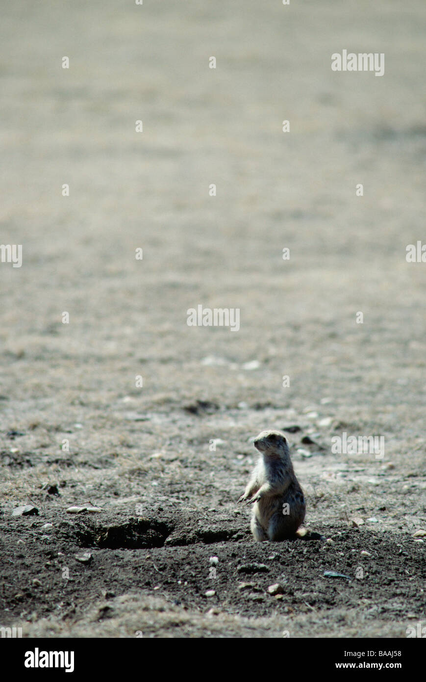 Rodent burrowing ground Stock Photo - Alamy
