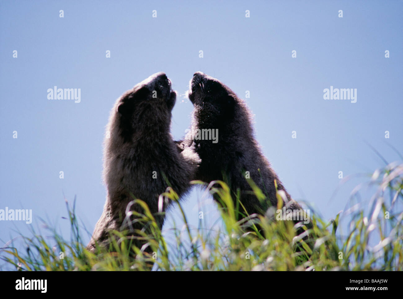 Two small rodents hi-res stock photography and images - Alamy