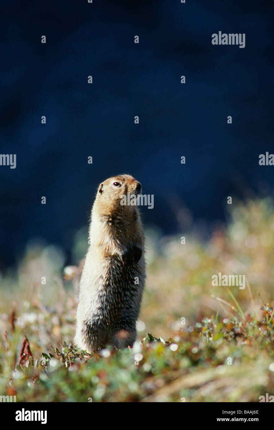 Smaller rodent hi-res stock photography and images - Alamy