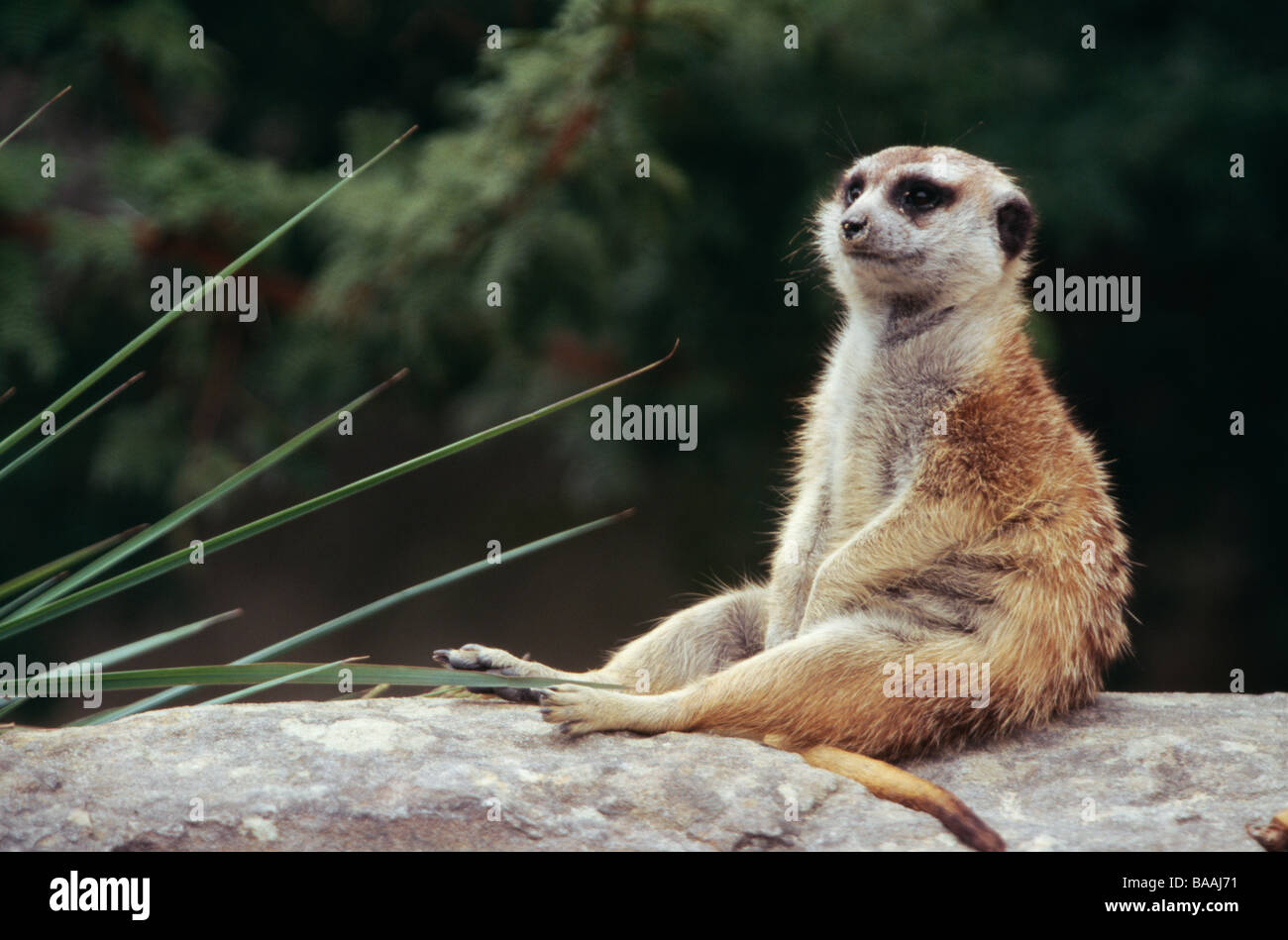 Animal sitting on rock Stock Photo - Alamy