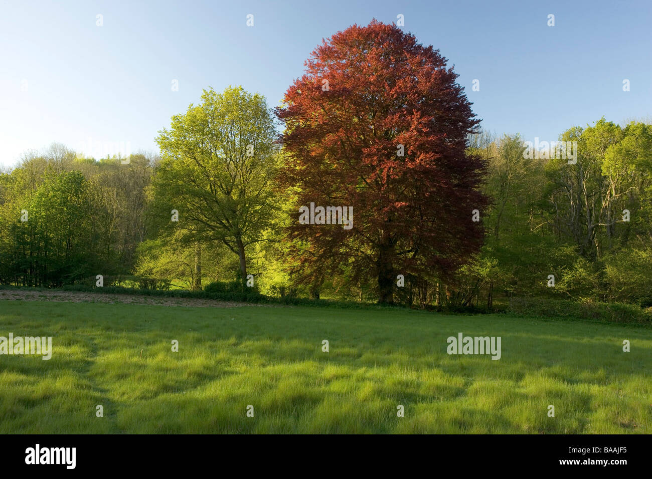 Beech and copper beech Stock Photo - Alamy