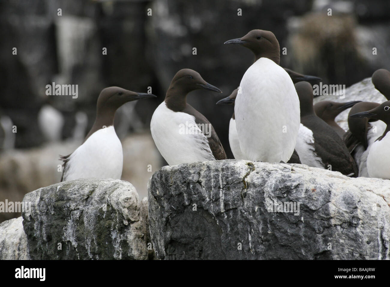 Guillemots uk hi-res stock photography and images - Alamy