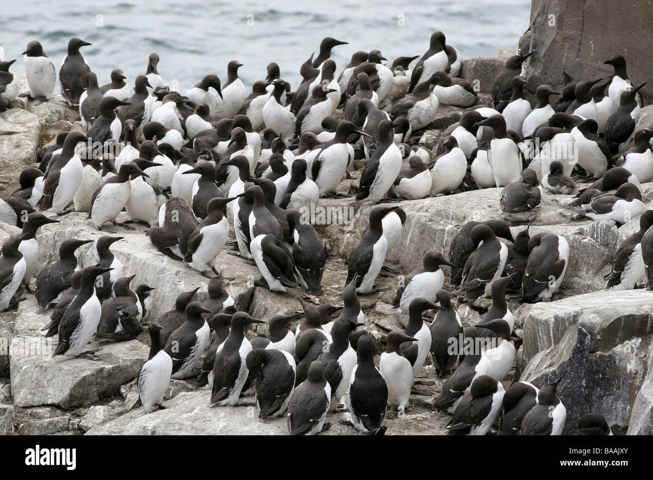 Colony Of Common Guillemots Uria aalge On Farne Islands, Northumberland ...