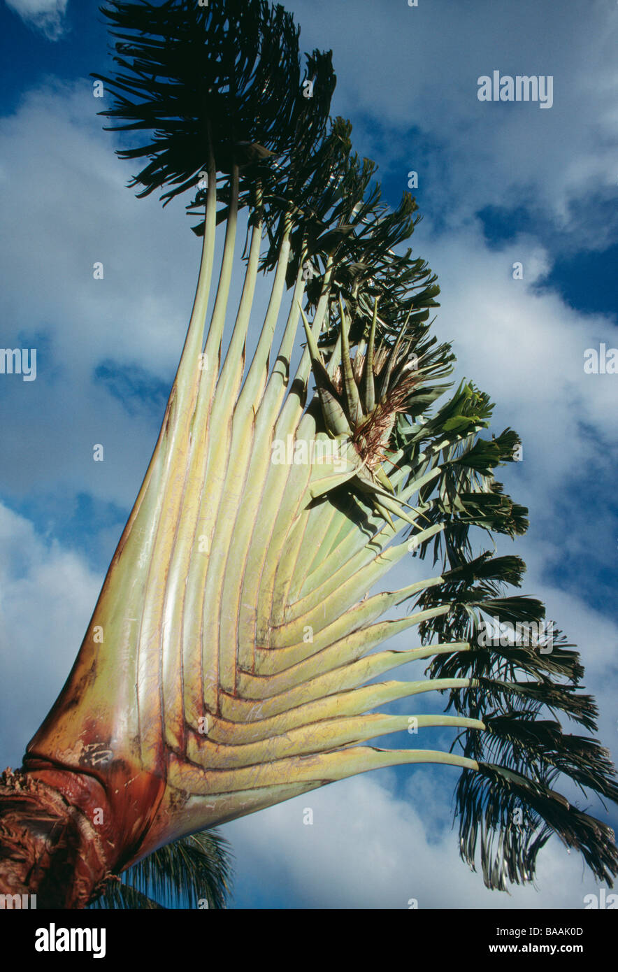 Palm tree tilt angle hi-res stock photography and images - Alamy