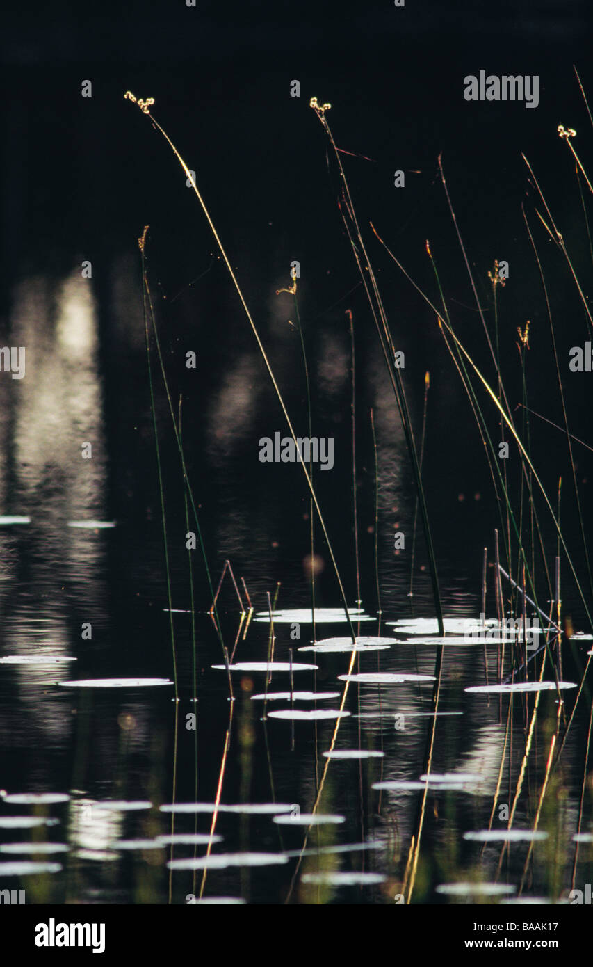 Stalks in lake Stock Photo - Alamy
