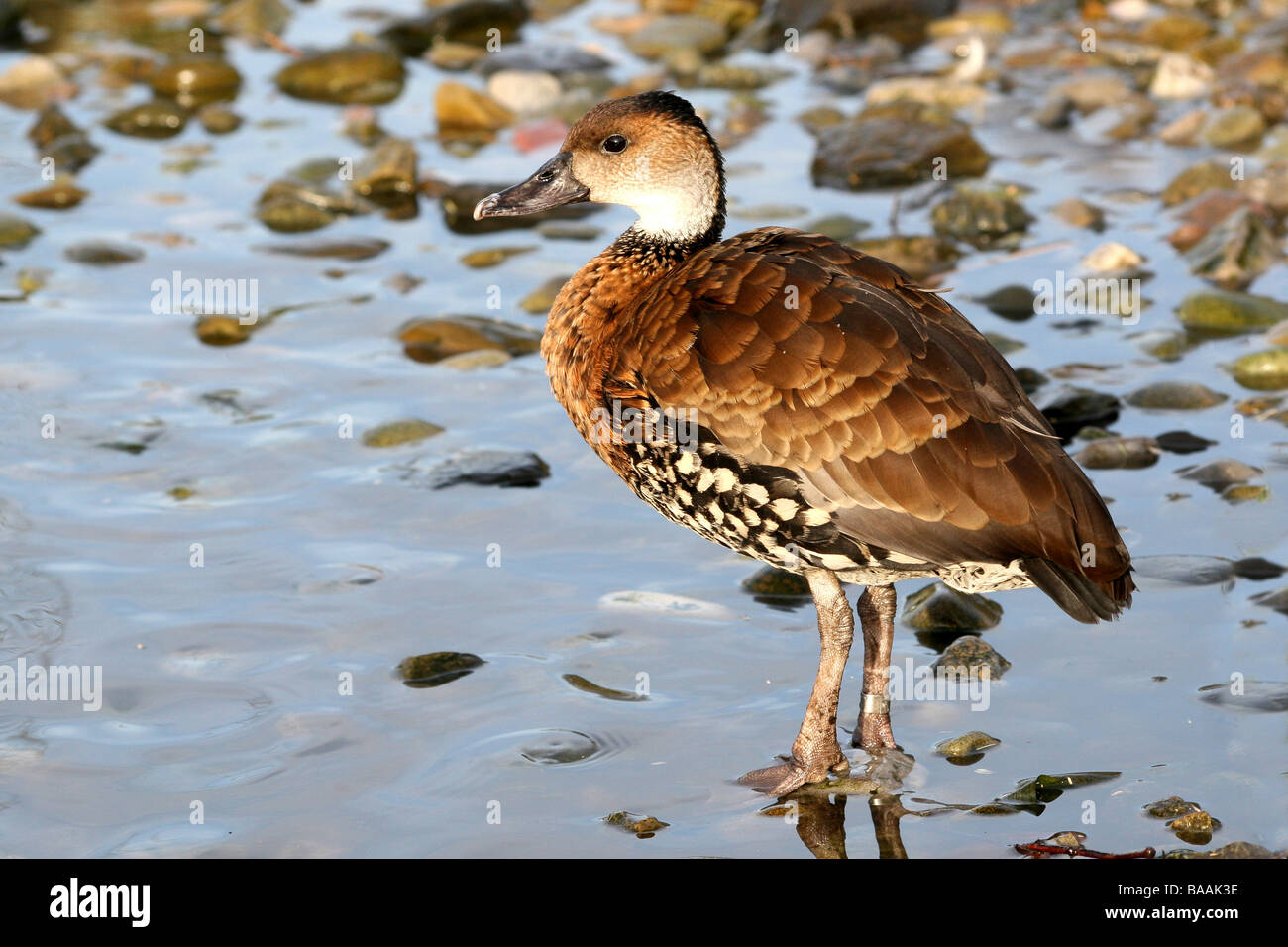 West Indian Whistling Duck Dendrocygna arborea In Sunlight At Martin ...