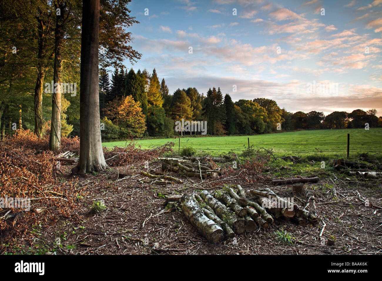 Forest of Dean Stock Photo - Alamy
