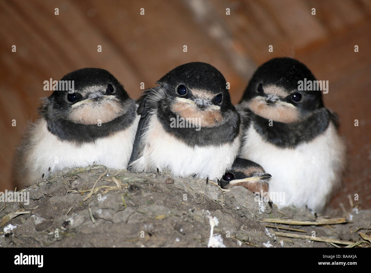 Four Young Barn Swallows Hirundo rustica Sat In Nest At Martin Mere WWT ...