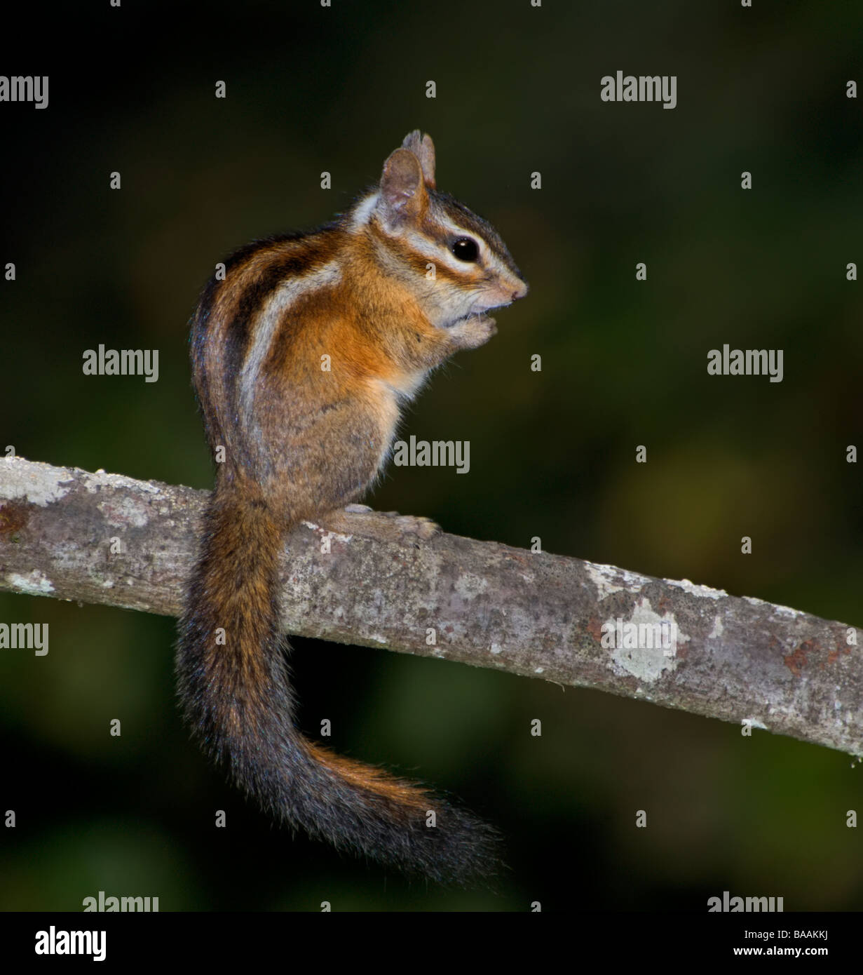 A Yellow-pine Chipmunk, Neotamias amoenus, sits on a limb and eats in ...