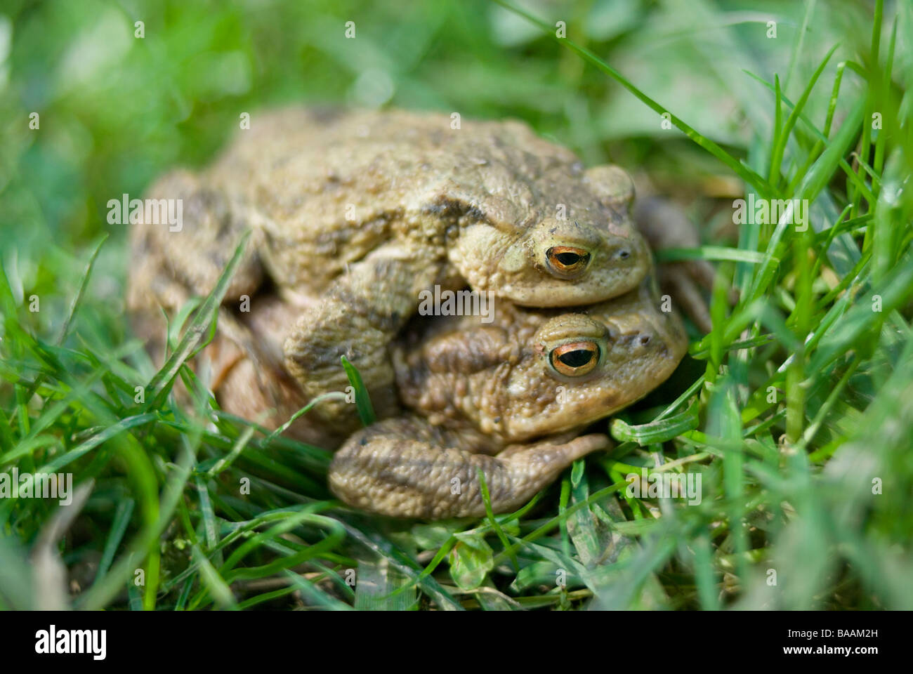 A pair of common toads Stock Photo - Alamy