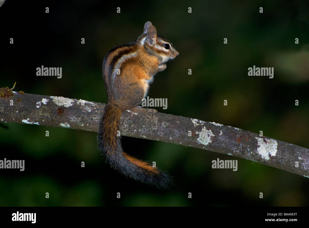A Yellow-pine Chipmunk, Neotamias amoenus, sits on a limb and eats in ...