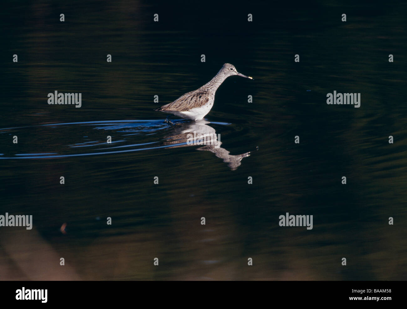 Bird in lake Stock Photo - Alamy