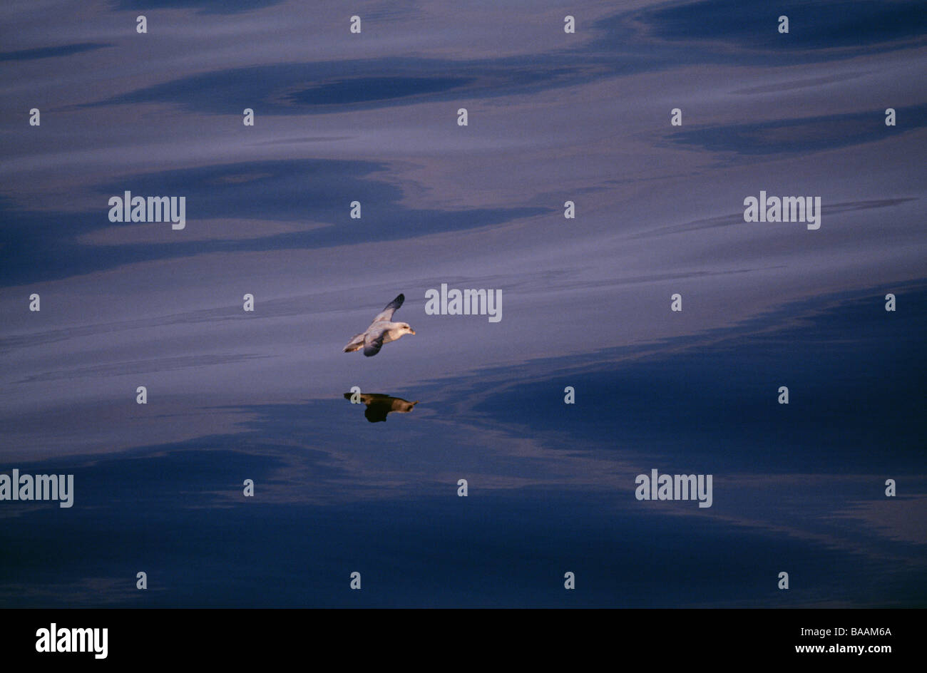 Bird flying over lake elevated view Stock Photo - Alamy