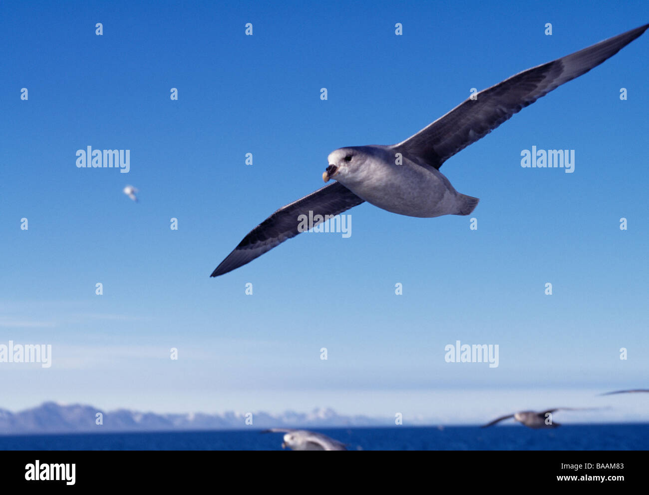 Bird flying against blue sky Stock Photo - Alamy