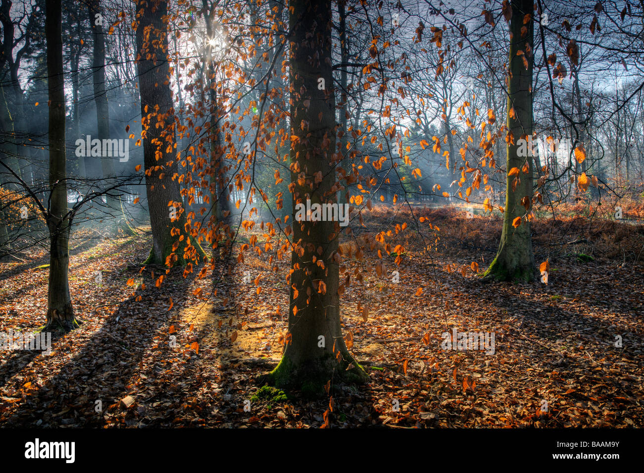 Beech trees, Forest of Dean Stock Photo - Alamy