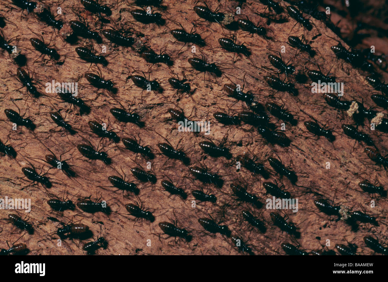 Ants on wood elevated view Stock Photo - Alamy