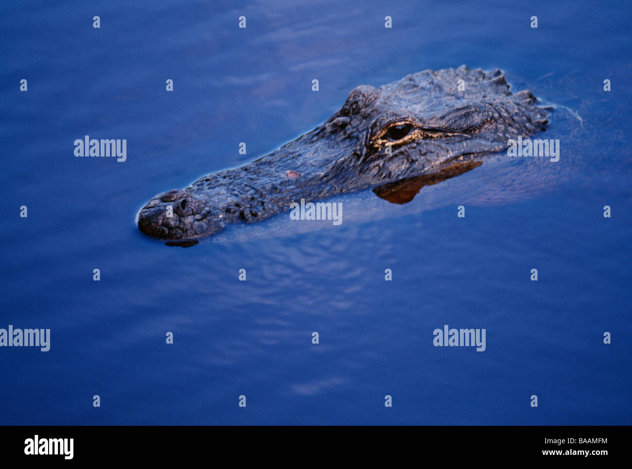 Crocodile overhead view hi-res stock photography and images - Alamy