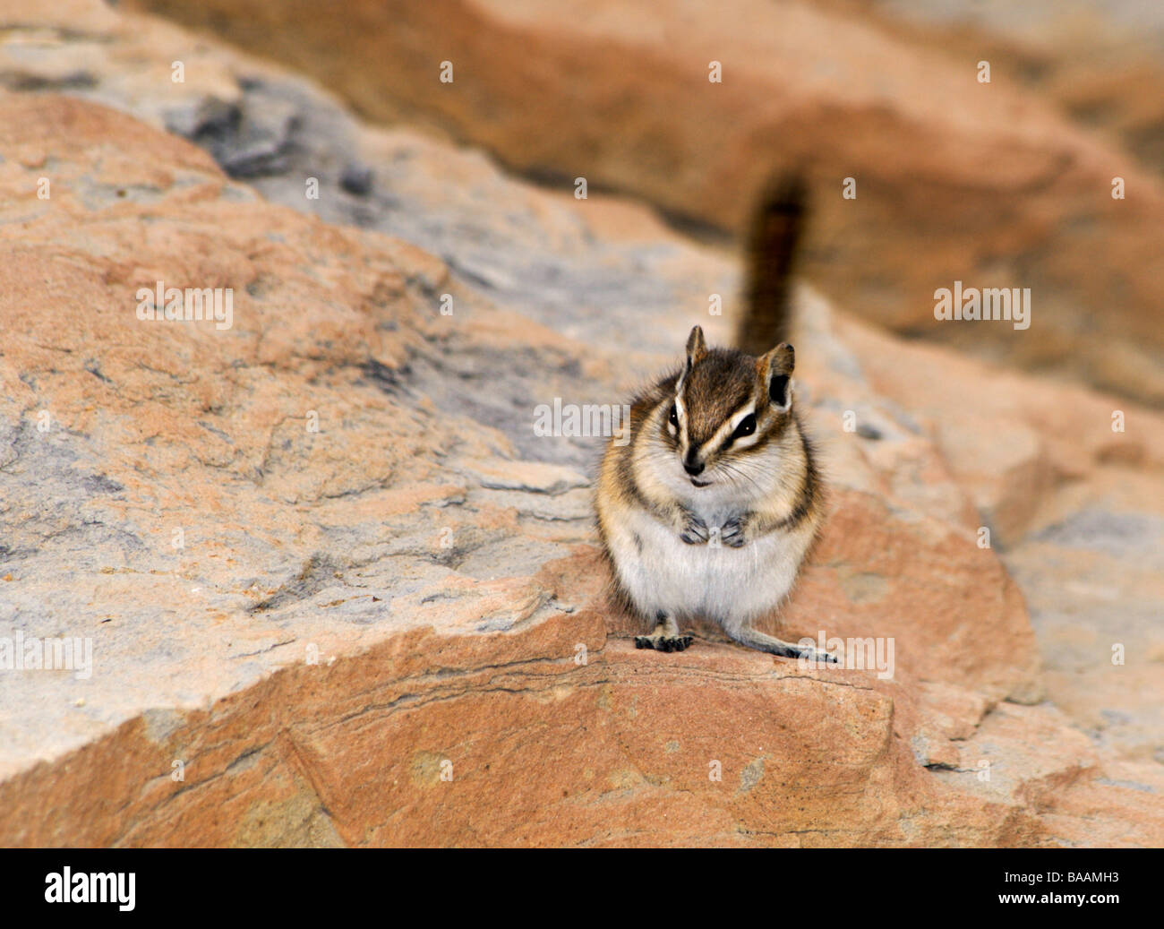 A Least Chipmunk Neotamias minimus, or Tamias minimus, on rocks or a ...