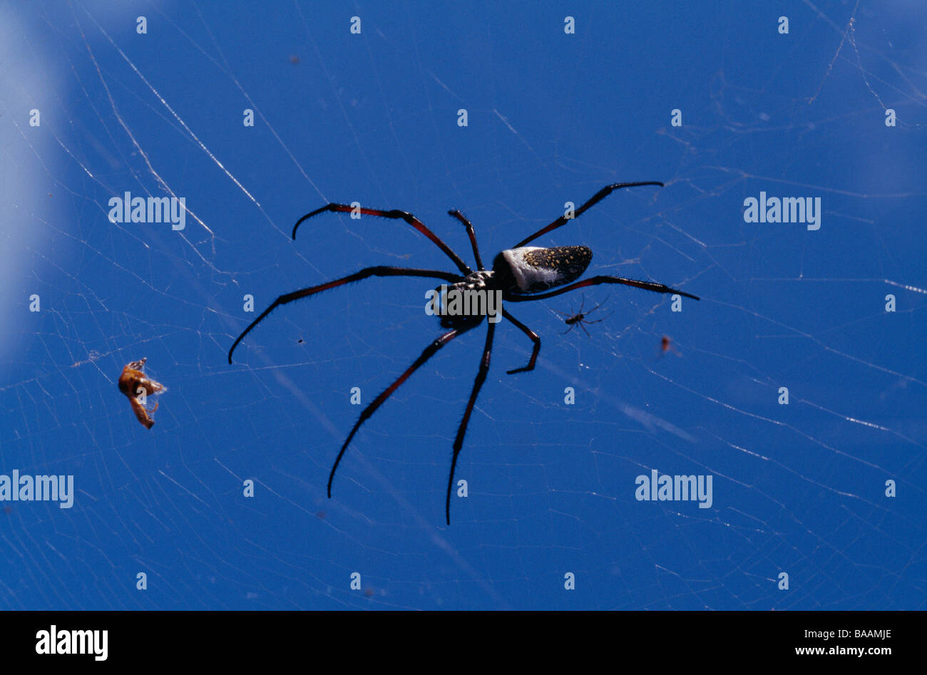 Spider in cobweb Stock Photo - Alamy