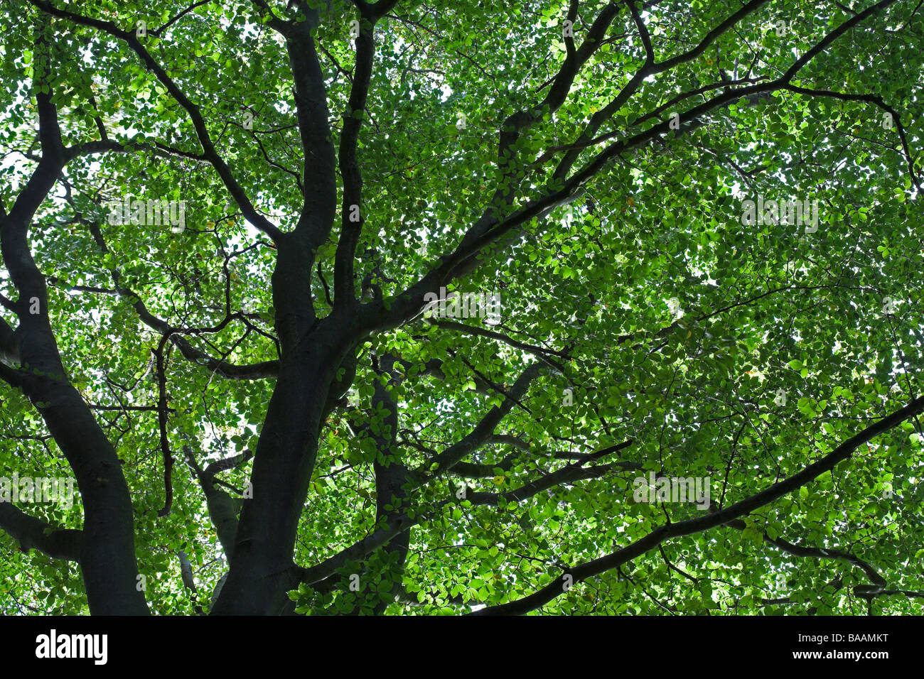 Beech tree canopy hi-res stock photography and images - Alamy