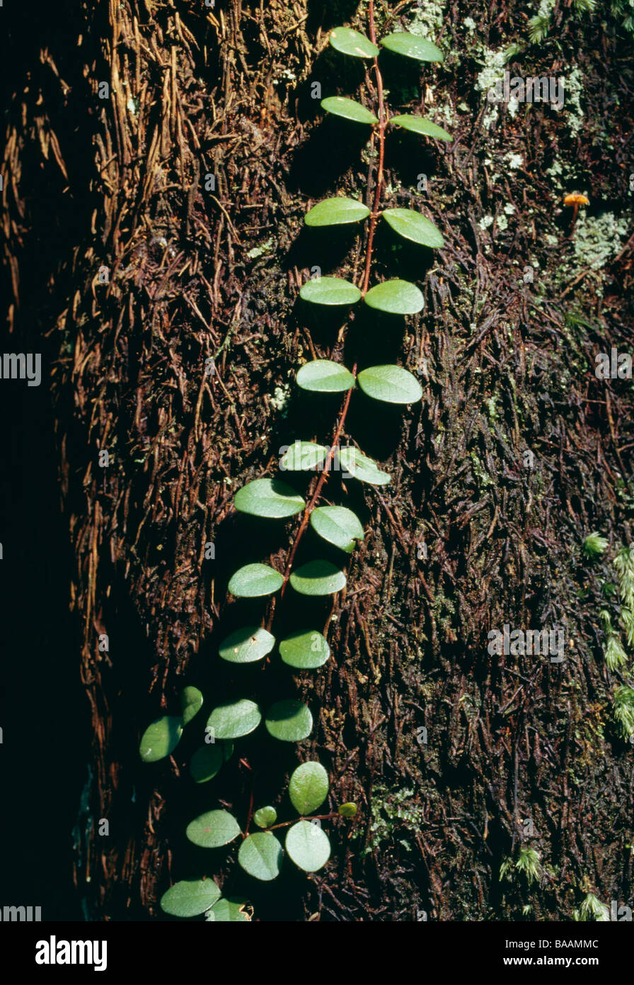 Creeper on tree trunk Stock Photo - Alamy