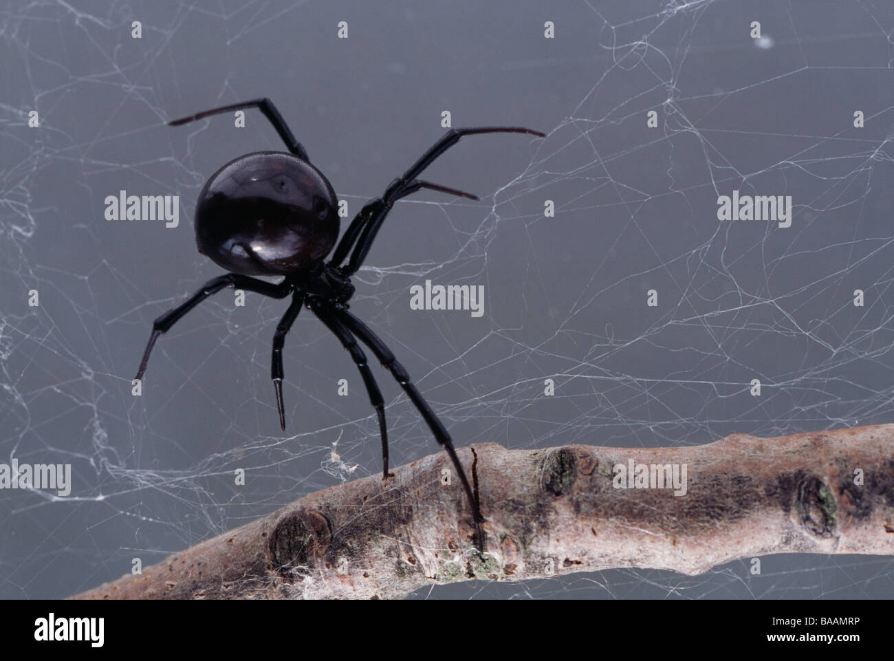 Black widow spiders usa hi-res stock photography and images - Alamy