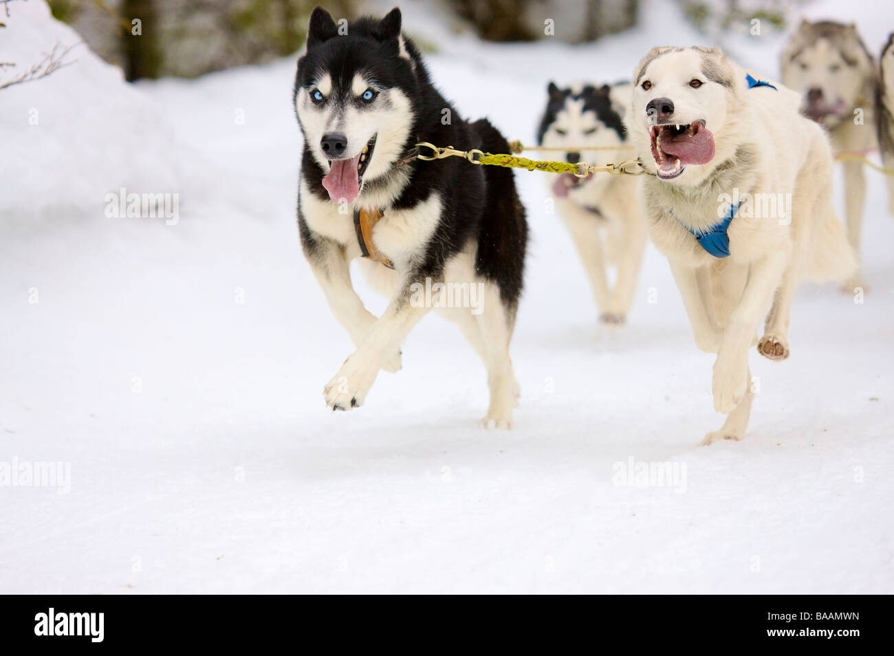 front view of siberian sled dog huskys at race in winter Stock Photo ...