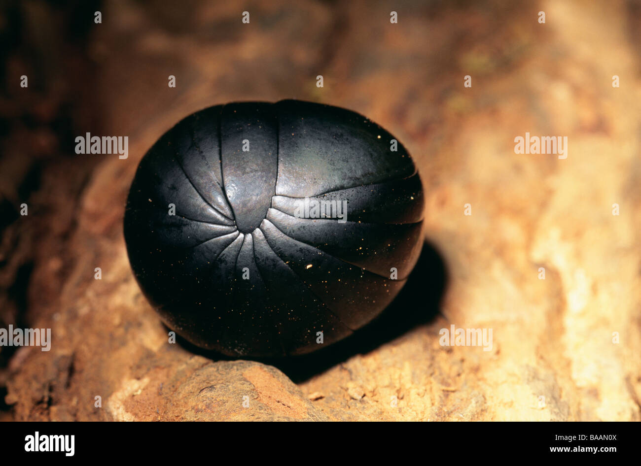 Black shined hi-res stock photography and images - Alamy