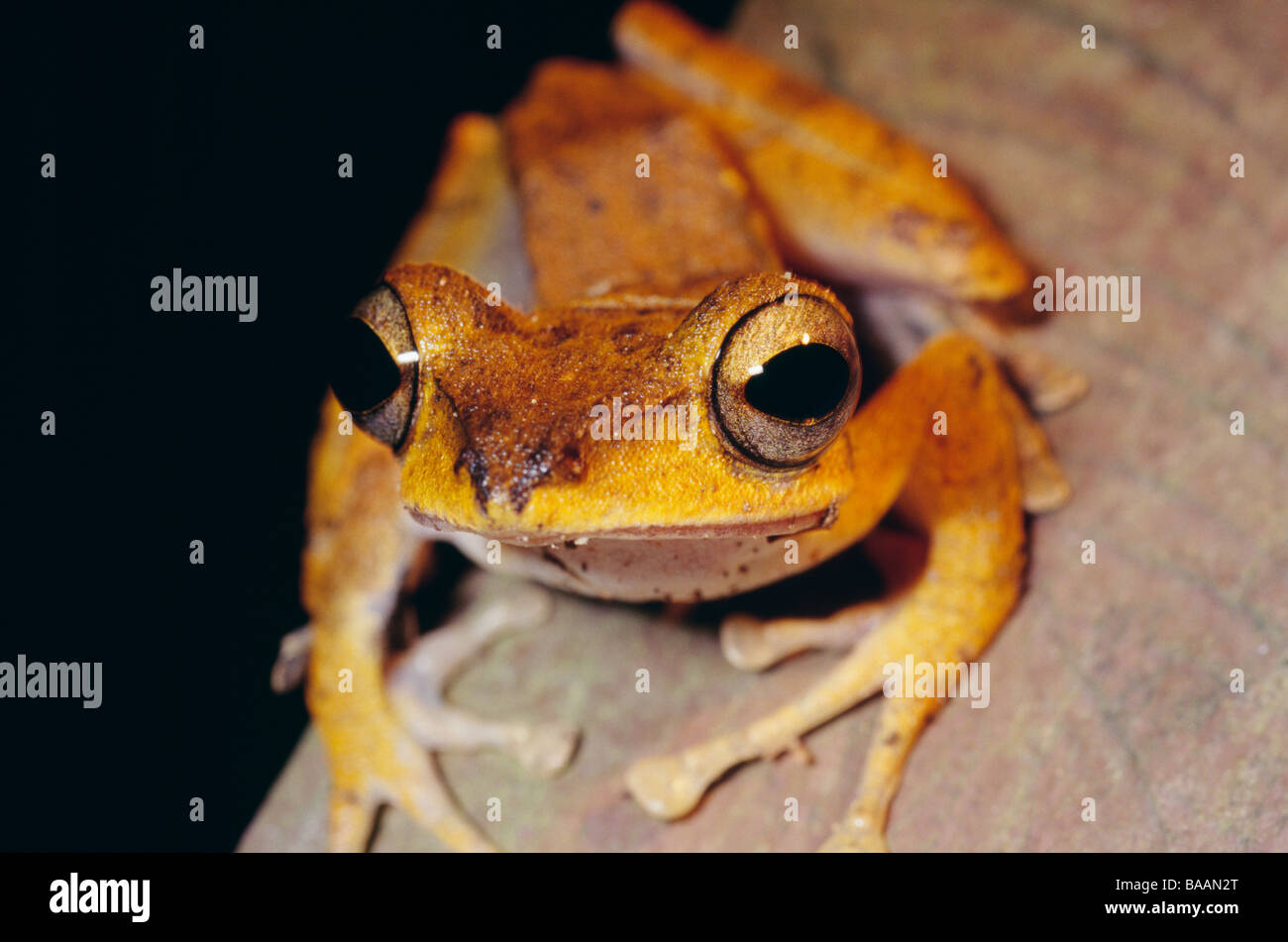 Leaping frog top view hi-res stock photography and images - Alamy