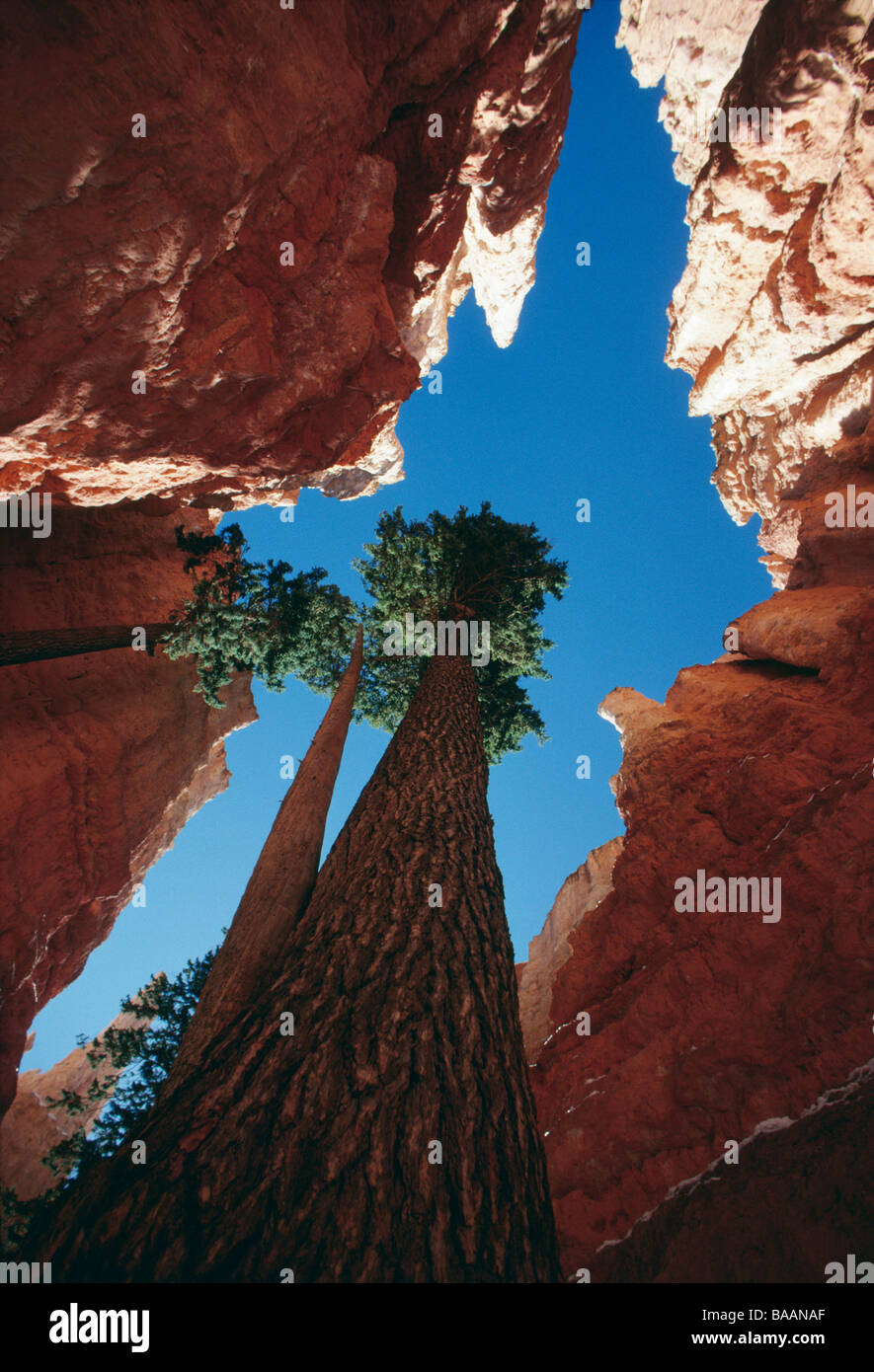 Trees amid rocks low angle view Stock Photo - Alamy