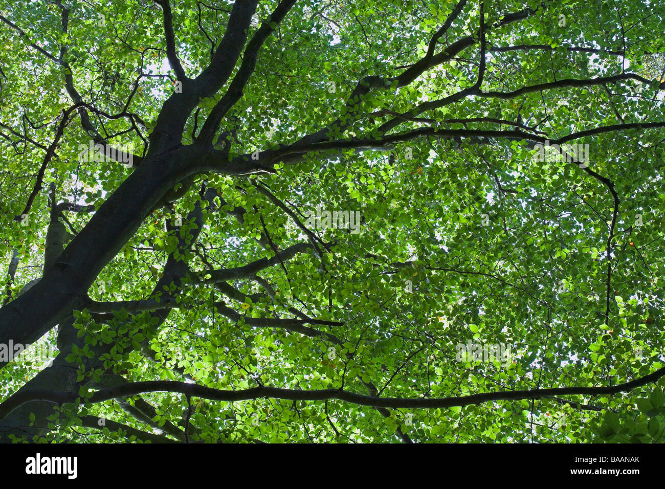 Beech Tree Canopy, Forest of Dean Stock Photo - Alamy