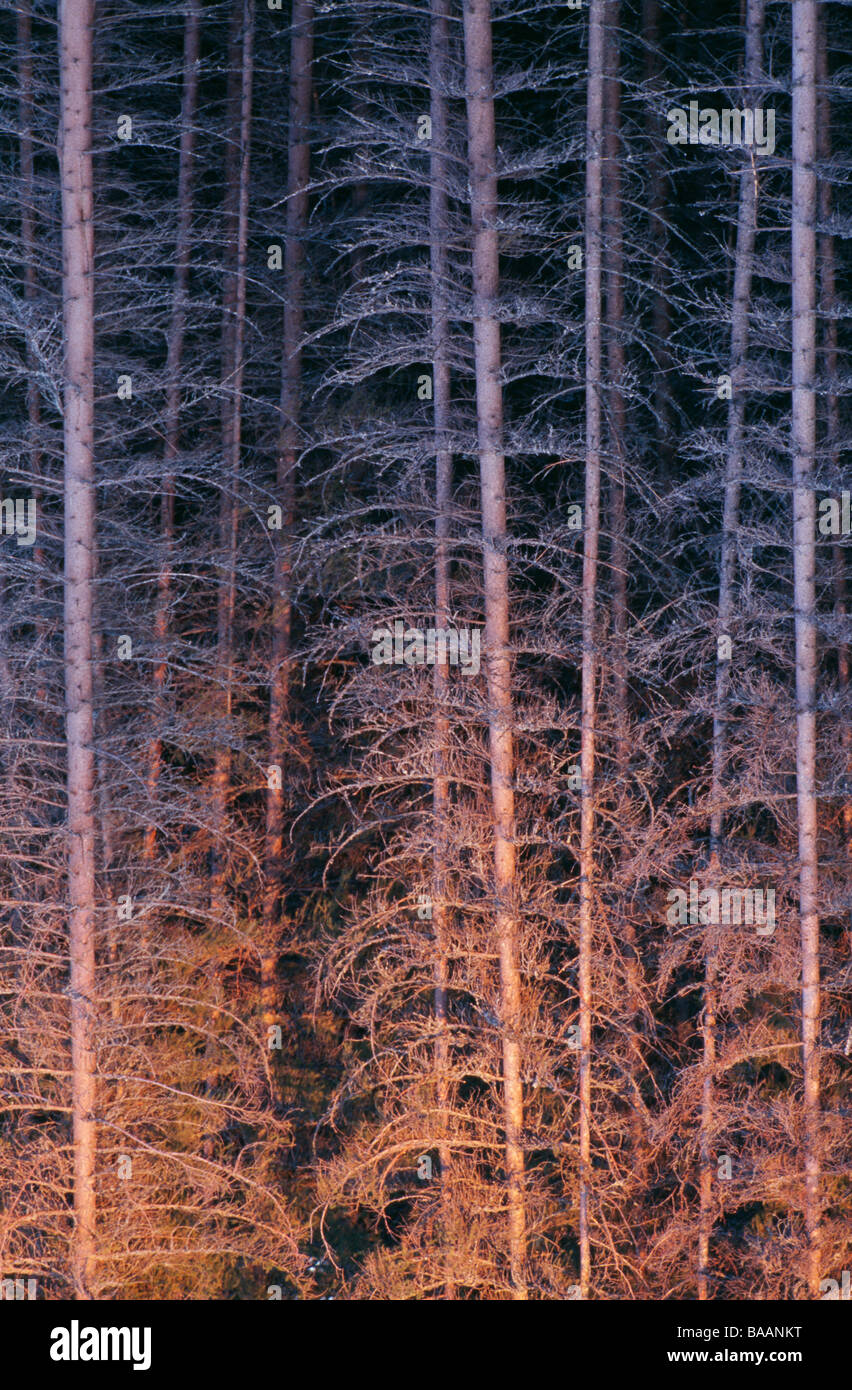 Trees in forest at night Stock Photo - Alamy