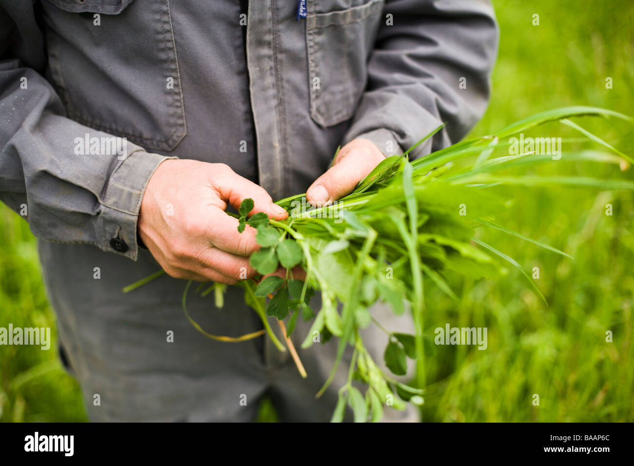 The hands of a farmer looking at the crops, Sweden Stock Photo - Alamy