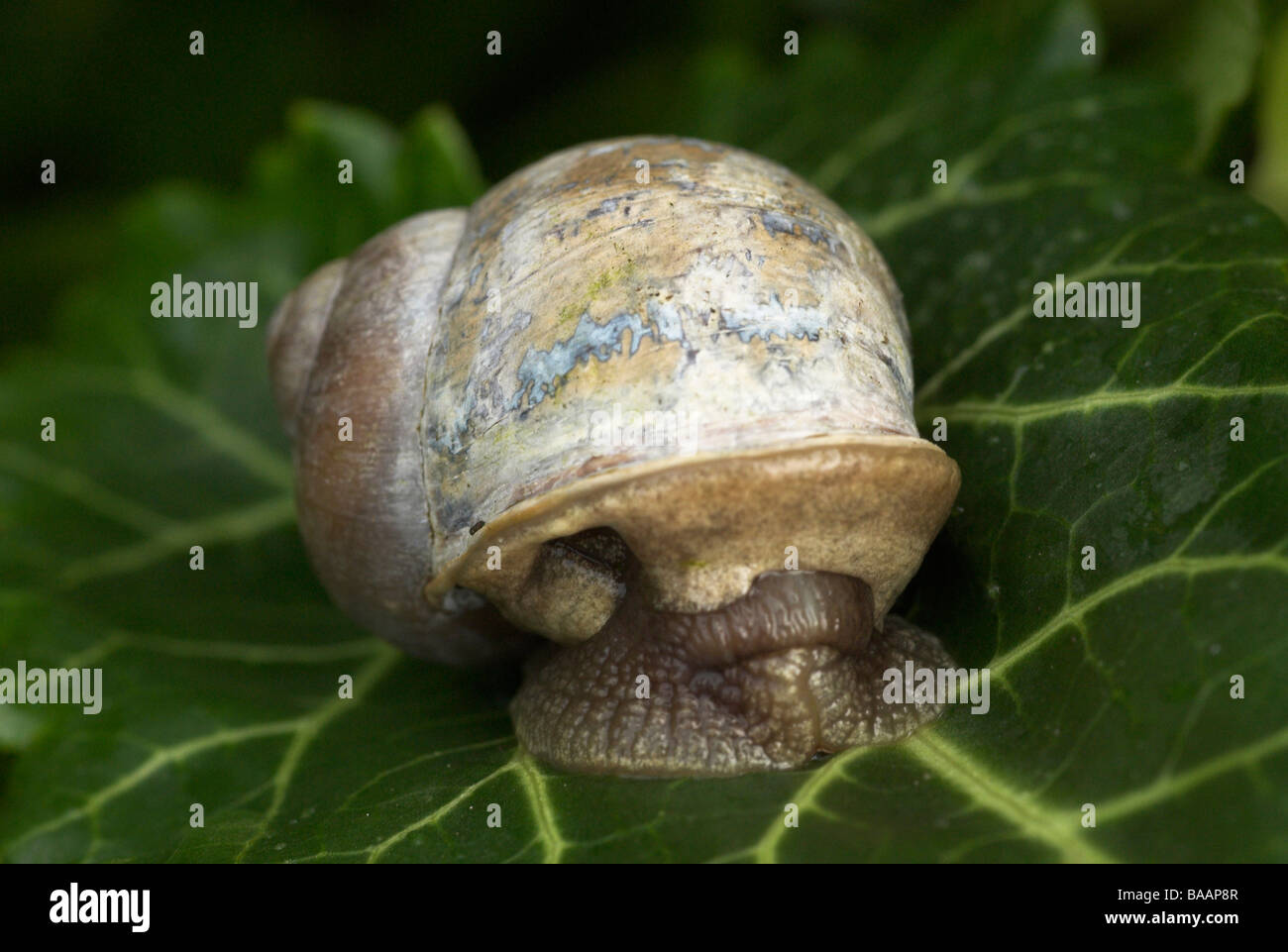A Common Snail (Helix aspersa) makes it's way across a Sea Holly plant ...