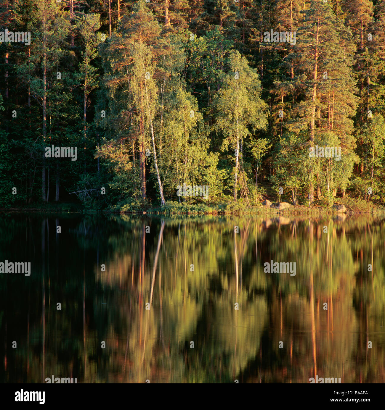 Lake with trees in background Stock Photo - Alamy