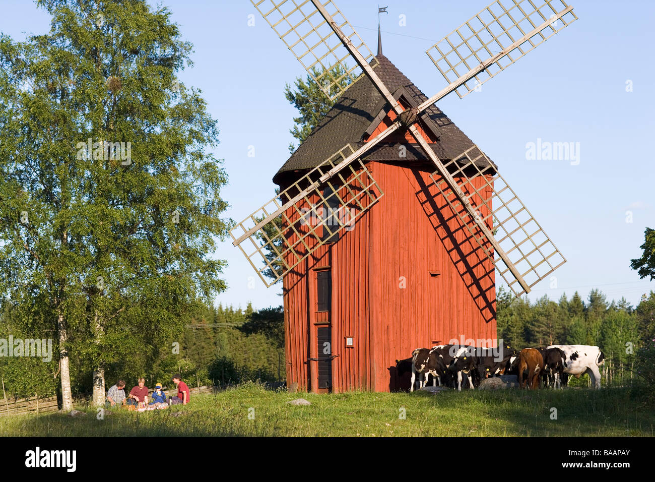 Swedish red cattle hi-res stock photography and images - Alamy