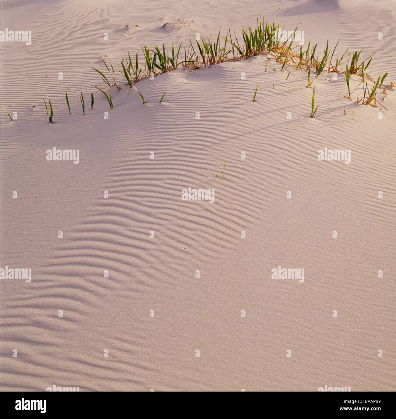 Weeds in sand Stock Photo - Alamy
