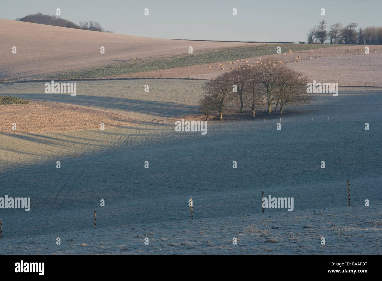 Copse Spinney High Resolution Stock Photography and Images - Alamy