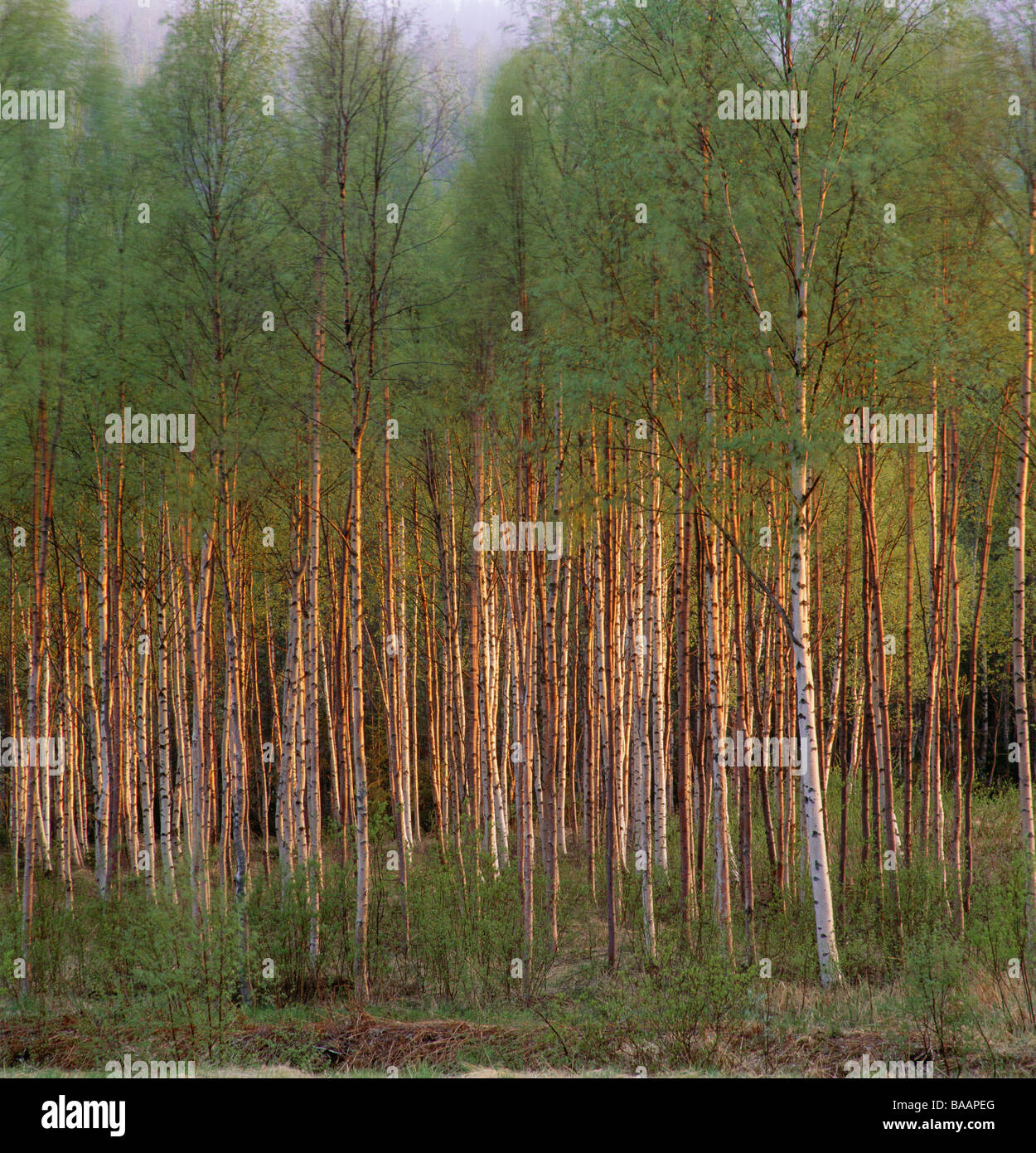 Trees in forest Stock Photo - Alamy