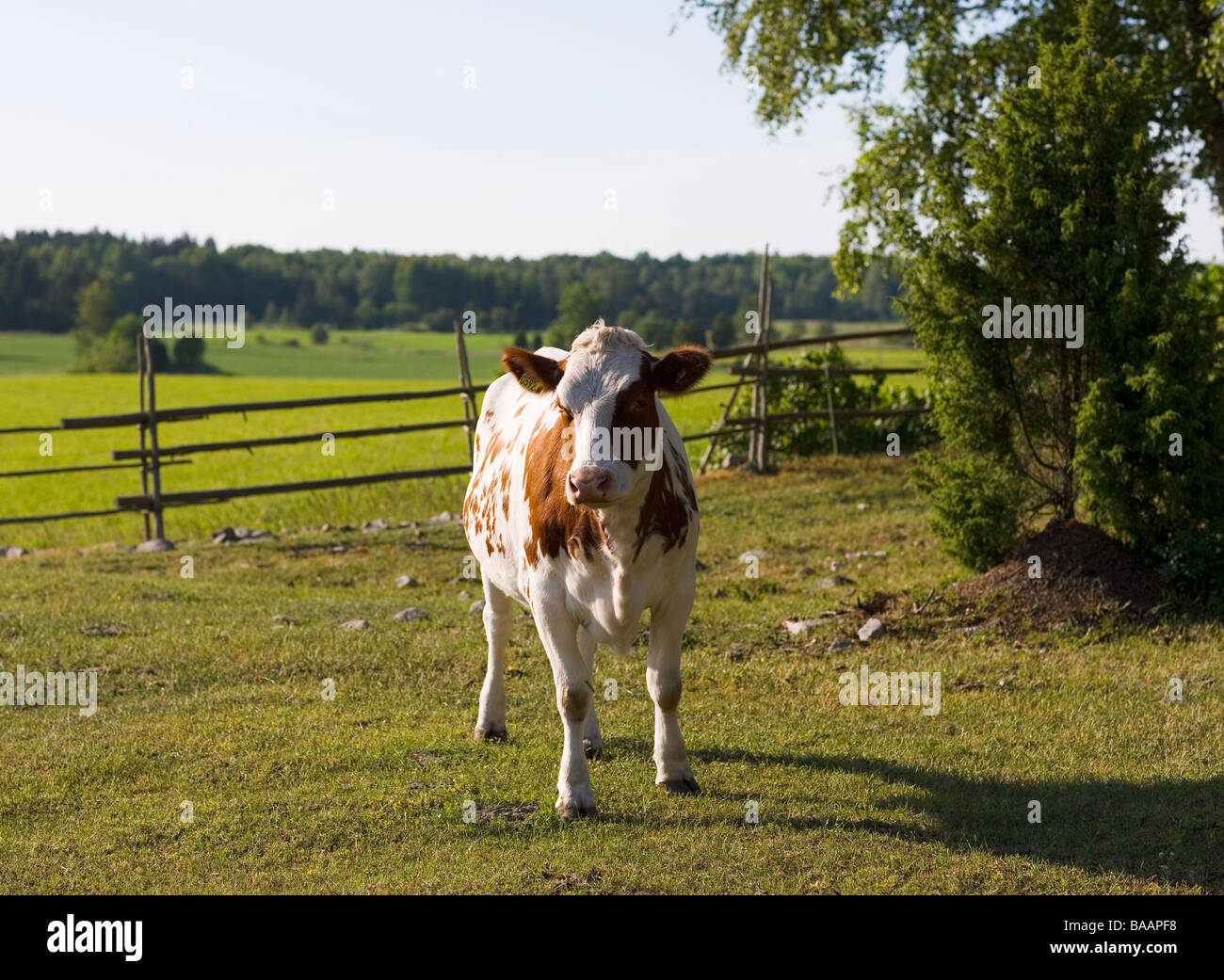 Cows in a enclosed pasture, Sweden Stock Photo - Alamy