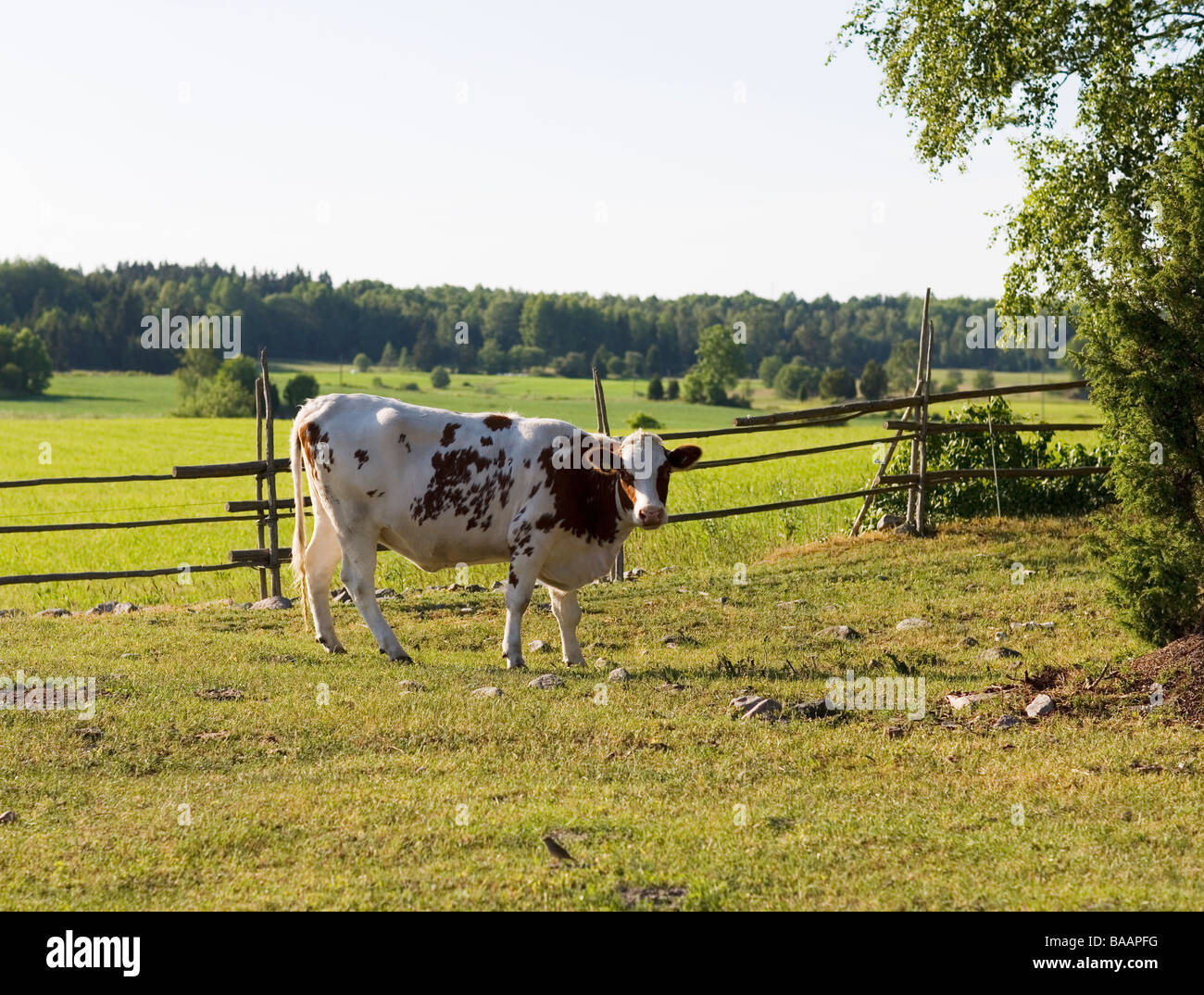 Cows in a enclosed pasture, Sweden Stock Photo - Alamy