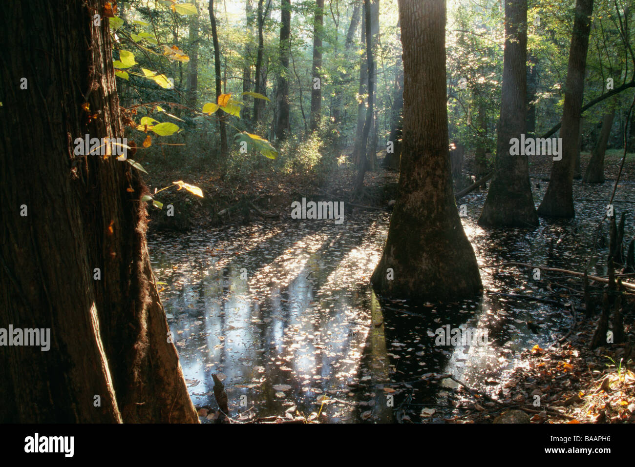 Light streaming through trees in hi-res stock photography and images ...