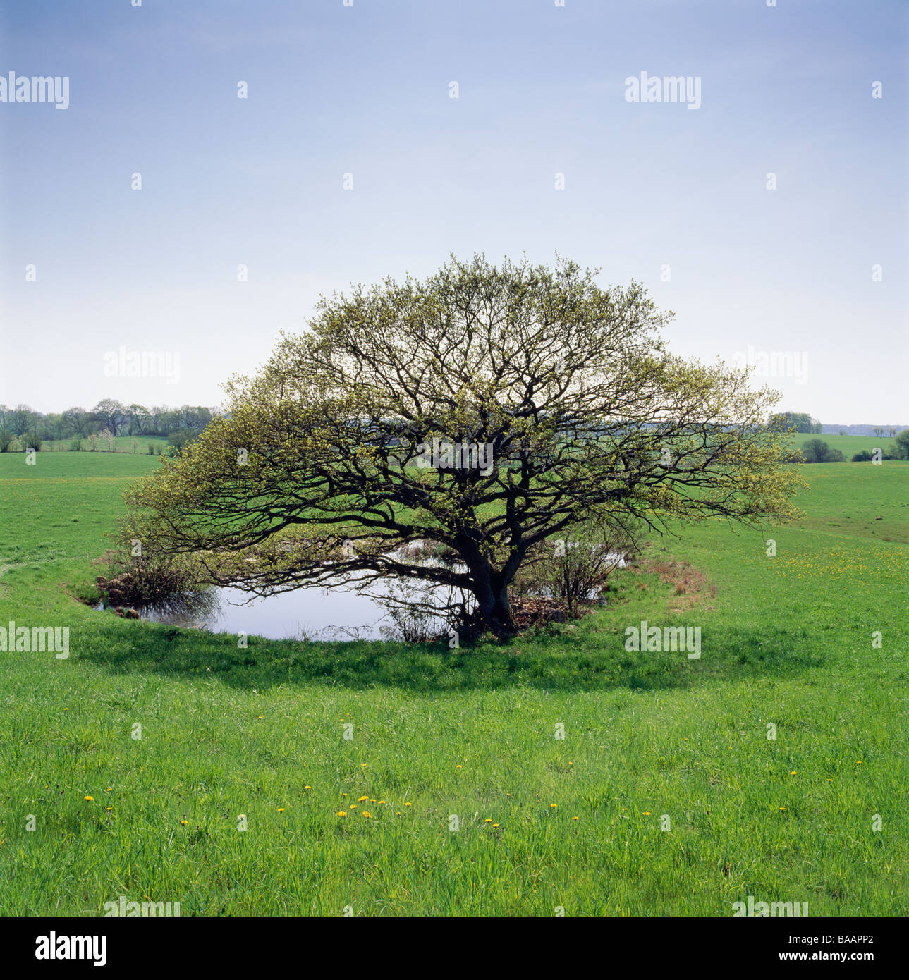 Tree by pond on grassland Stock Photo - Alamy