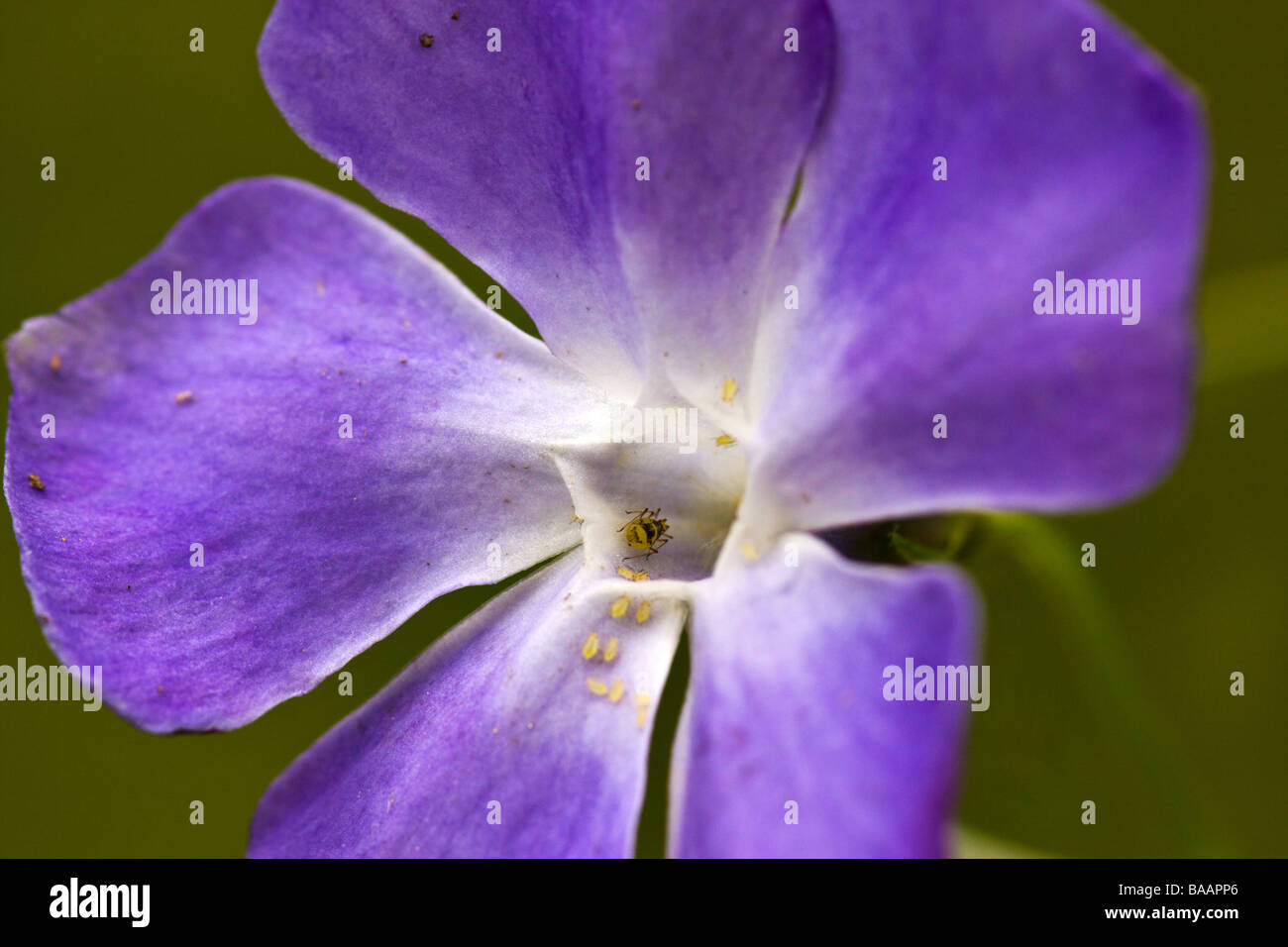 Periwinkle purple hi-res stock photography and images - Alamy
