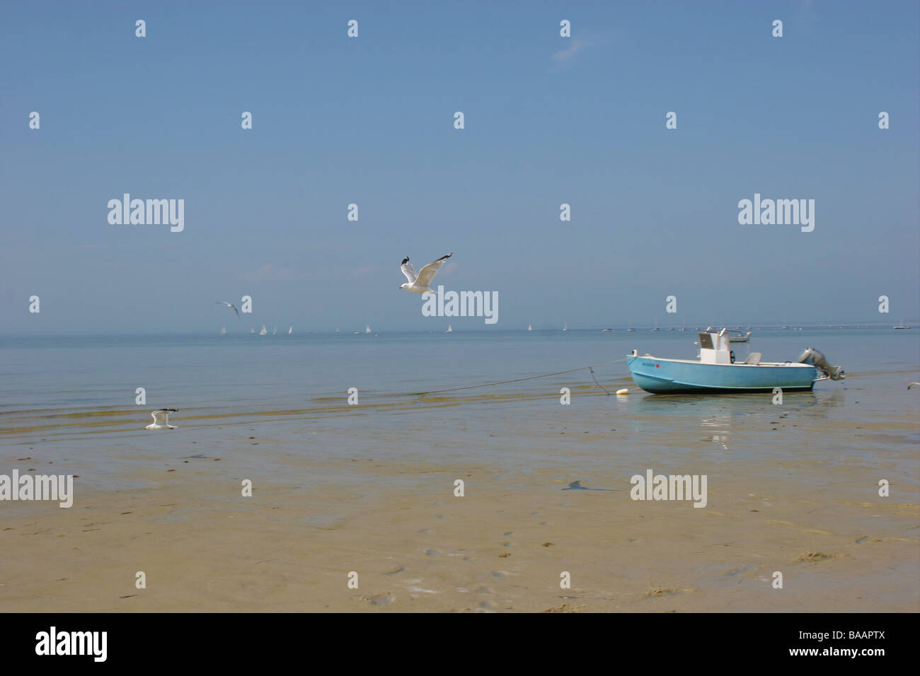 Cape cod seagulls hi-res stock photography and images - Alamy