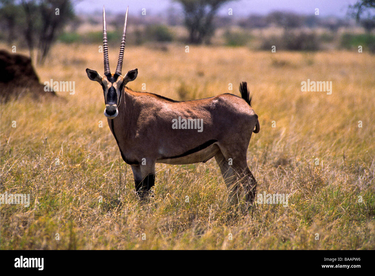 Oryx Oryx Beisa Awash National Park Ethiopia East Africa Stock Photo ...