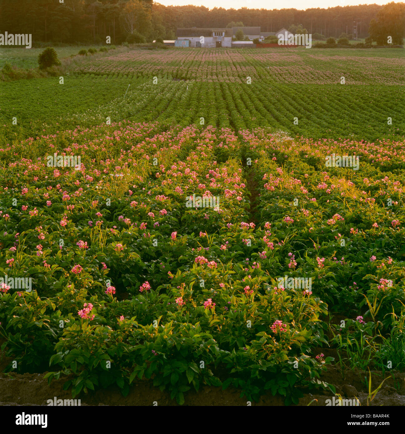 Field of flowering plants Stock Photo - Alamy