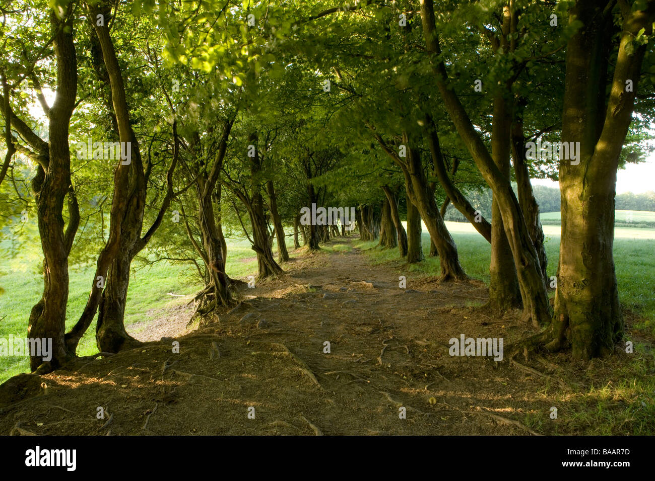 Ancient track hi-res stock photography and images - Alamy