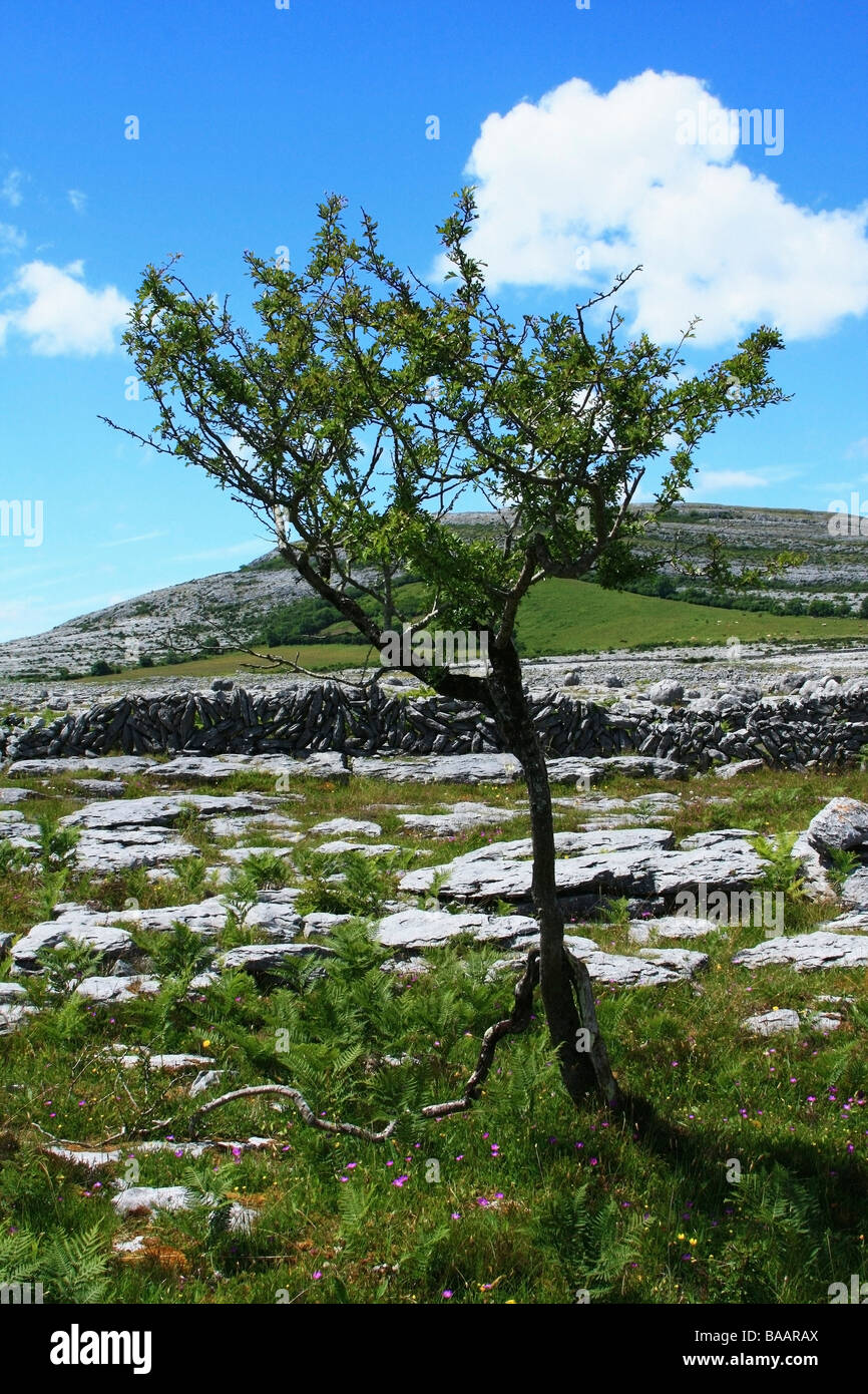 The Burren, County Clare, Ireland Stock Photo - Alamy