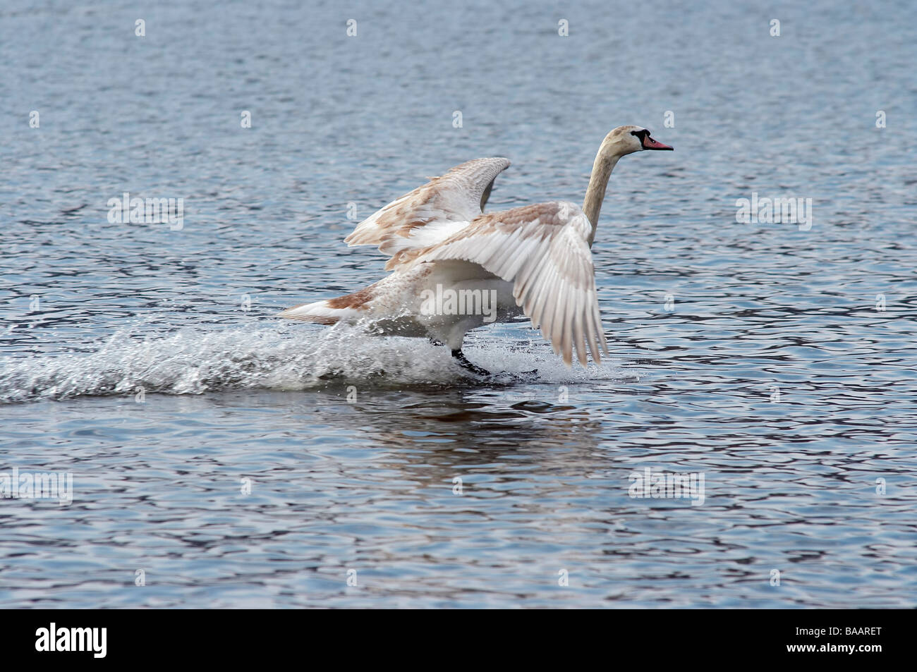 Flying swan hi-res stock photography and images - Alamy
